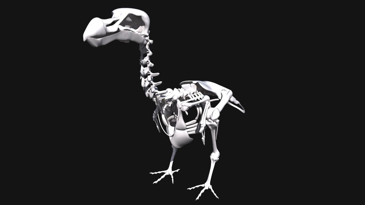 Dodo Skeleton 3D model 3D printable | CGTrader