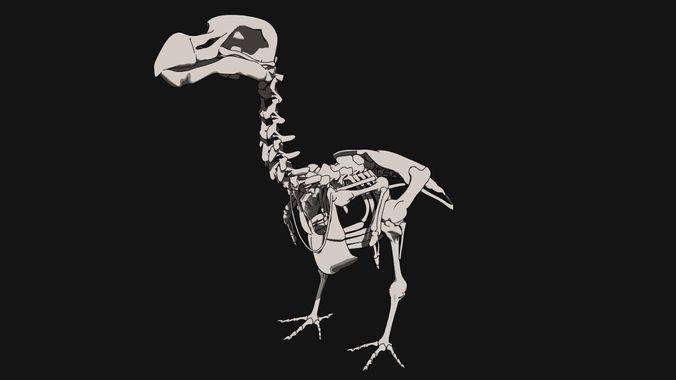 Real Dodo Bird Skeleton