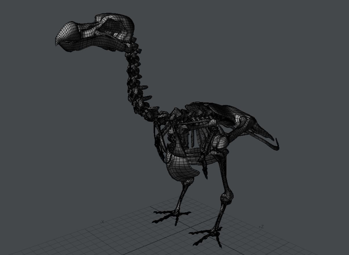 Dodo Skeleton 3D model 3D printable | CGTrader