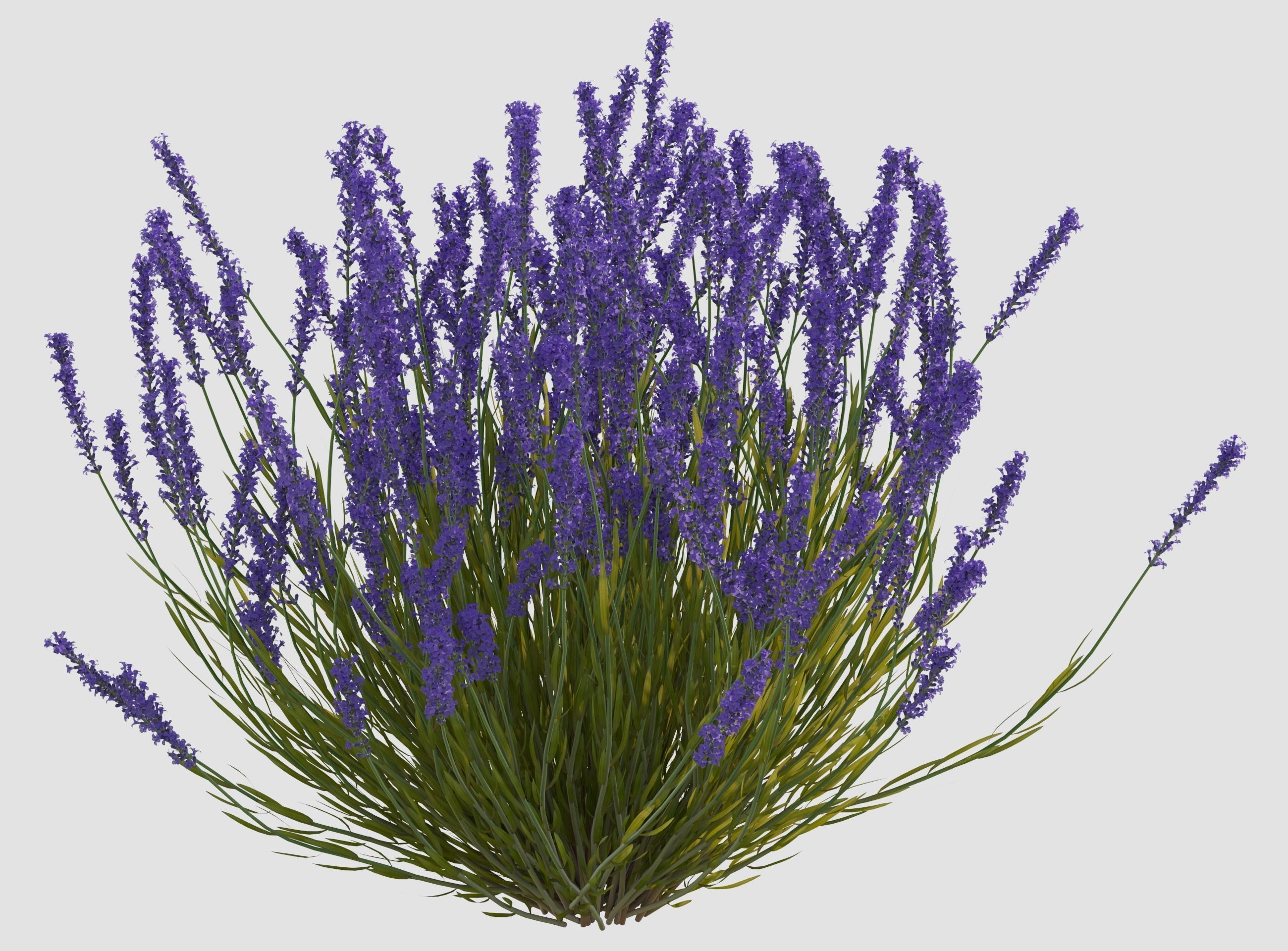 Lavender bush 3D model | CGTrader