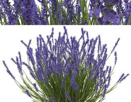 Lavender 3D Models | CGTrader