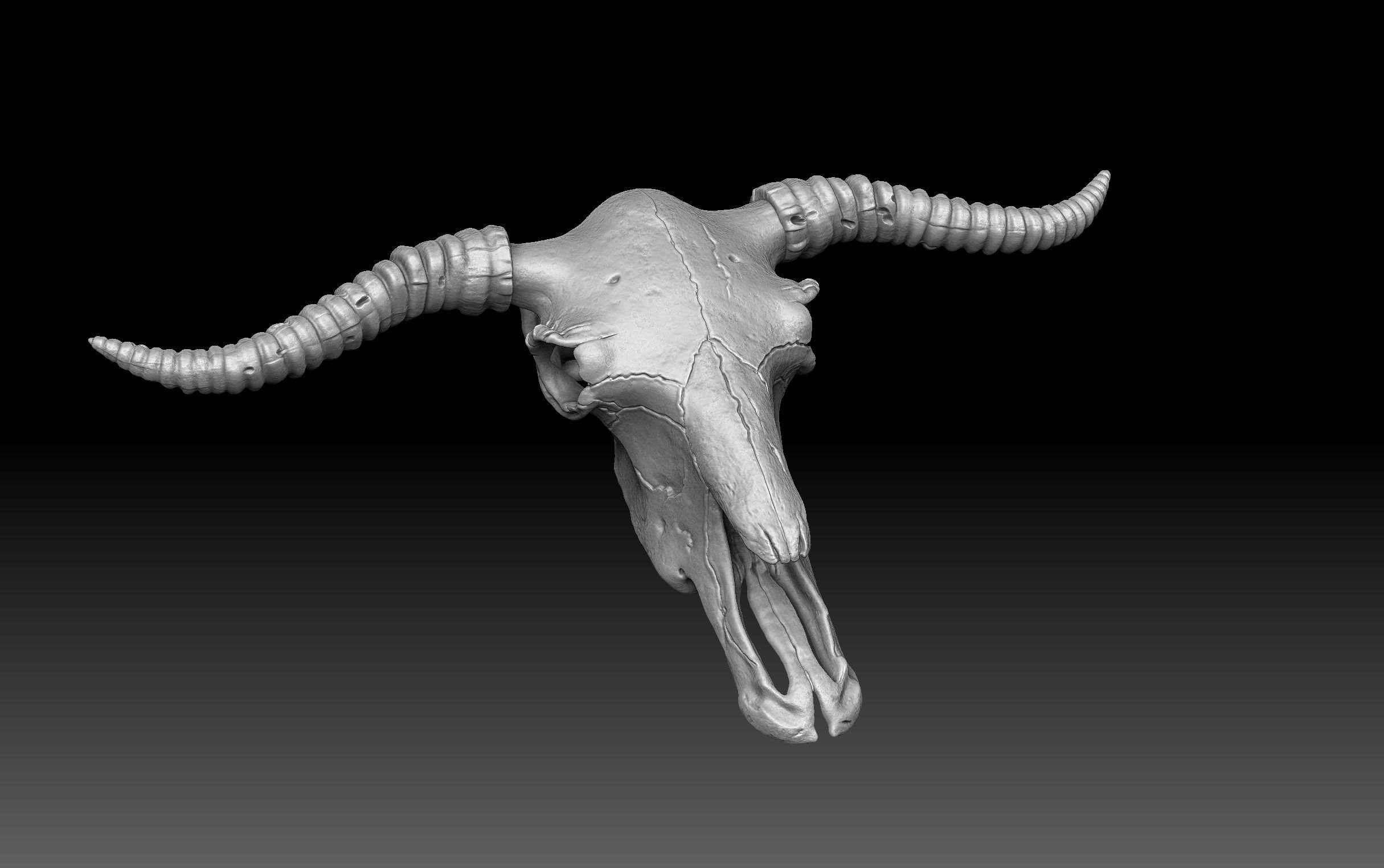 Cow Scull 3D model 3D printable | CGTrader