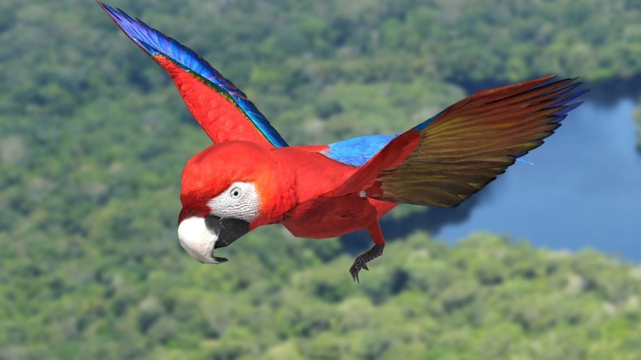 3D model Scarlet Macaw - Animated VR / AR / low-poly rigged animated ...