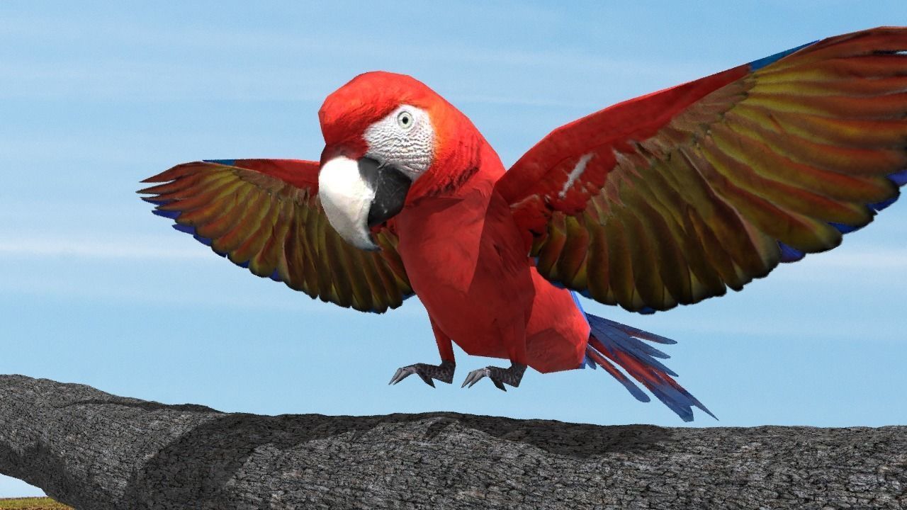 3D model Scarlet Macaw - Animated VR / AR / low-poly rigged animated ...