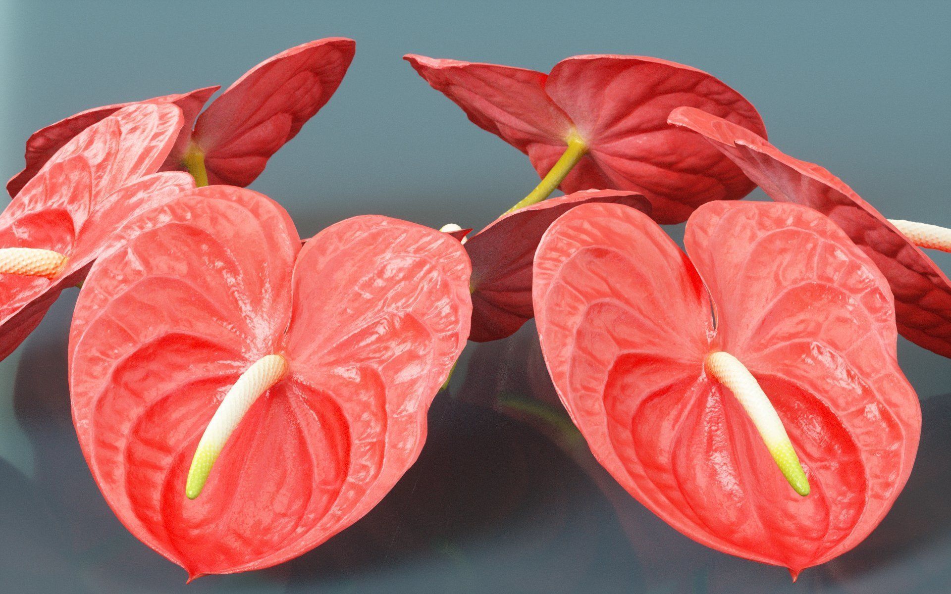3D model Painters Palette Anthurium Andraeanum Laceleaf VR / AR / low ...