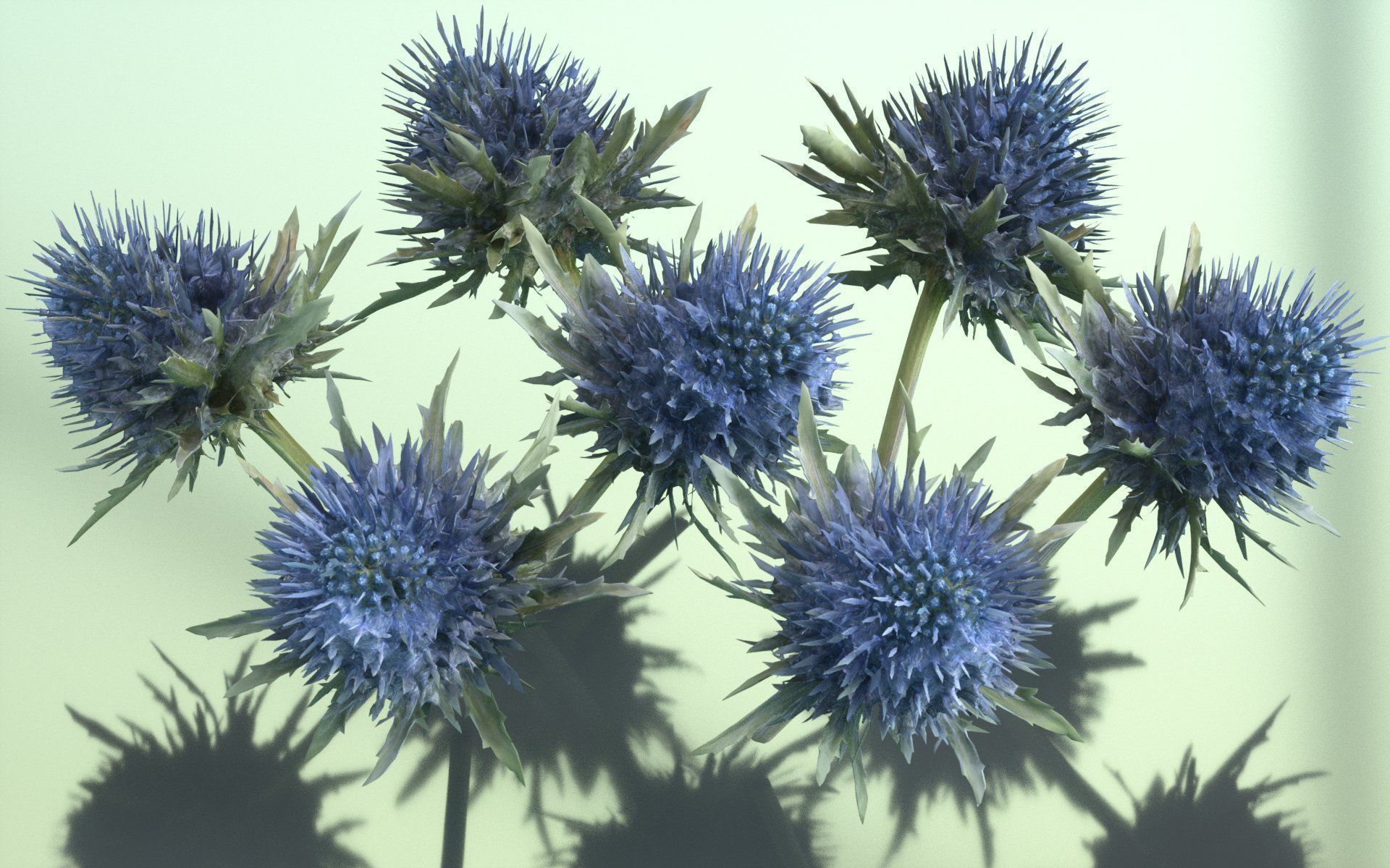 3D model Milk Marian Mary Blessed Thistle Silybum Marianum VR / AR ...