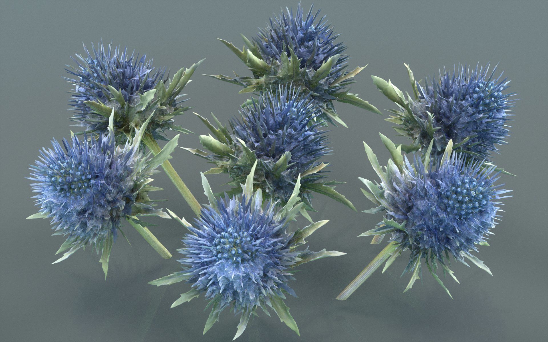 3D model Milk Marian Mary Blessed Thistle Silybum Marianum VR / AR ...