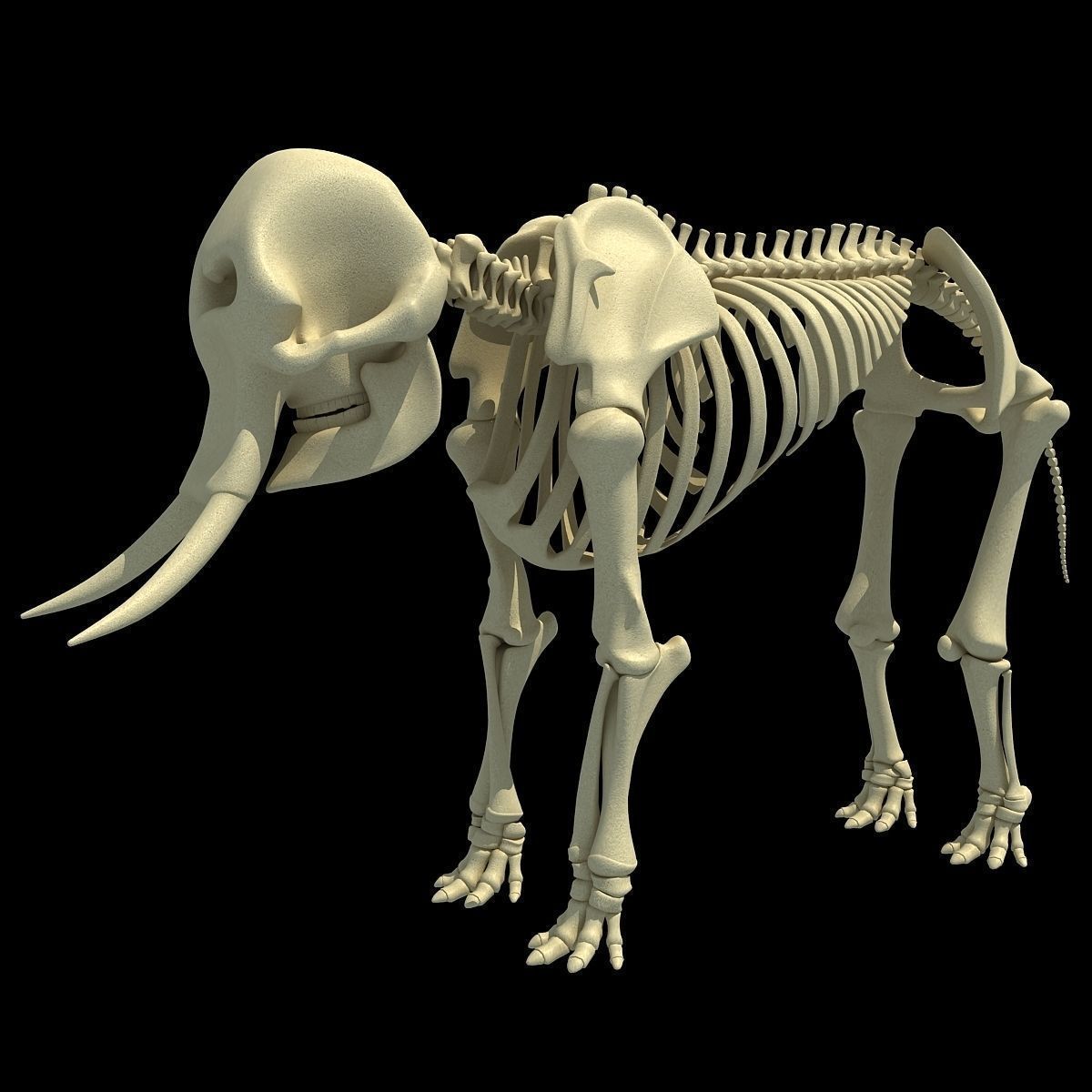 Wild Skeleton Pack 3D Model Collection | CGTrader