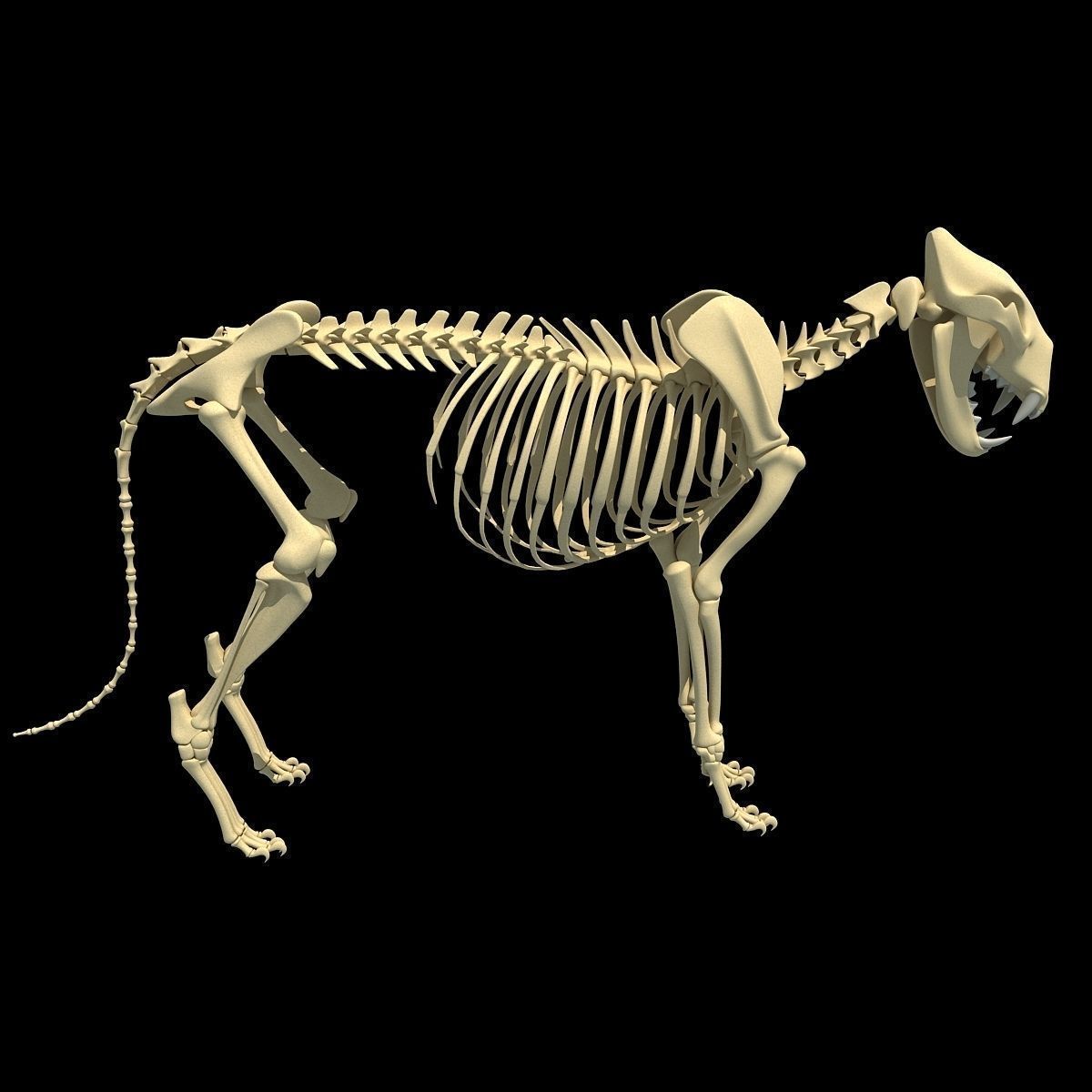 Wild Skeleton Pack 3D Model Collection | CGTrader