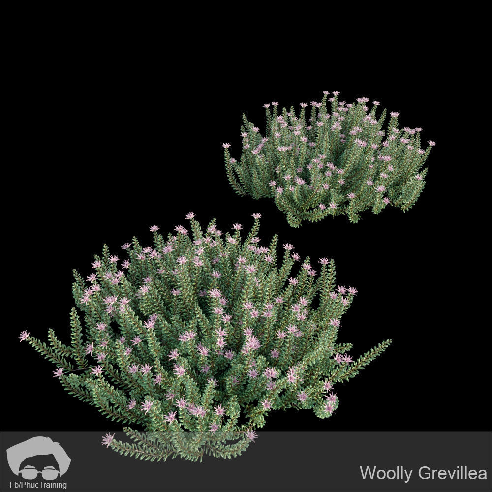 Australian Bush and Grass kit 2 3D model | CGTrader