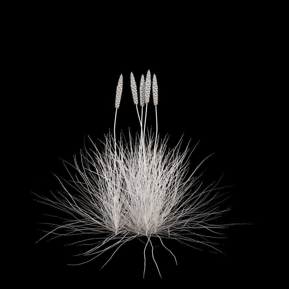 Australian Bush and Grass kit 2 3D model | CGTrader