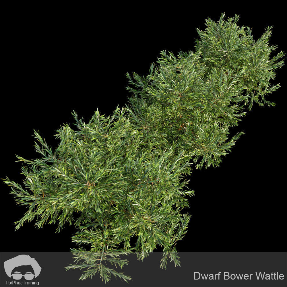 Australian Bush and Grass kit 2 3D model | CGTrader