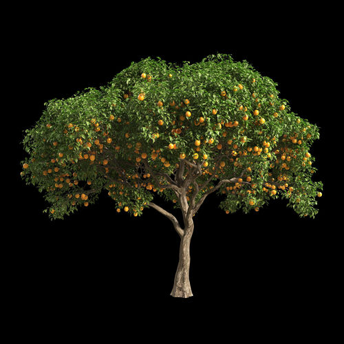 Orange Tree 7 3D model | CGTrader