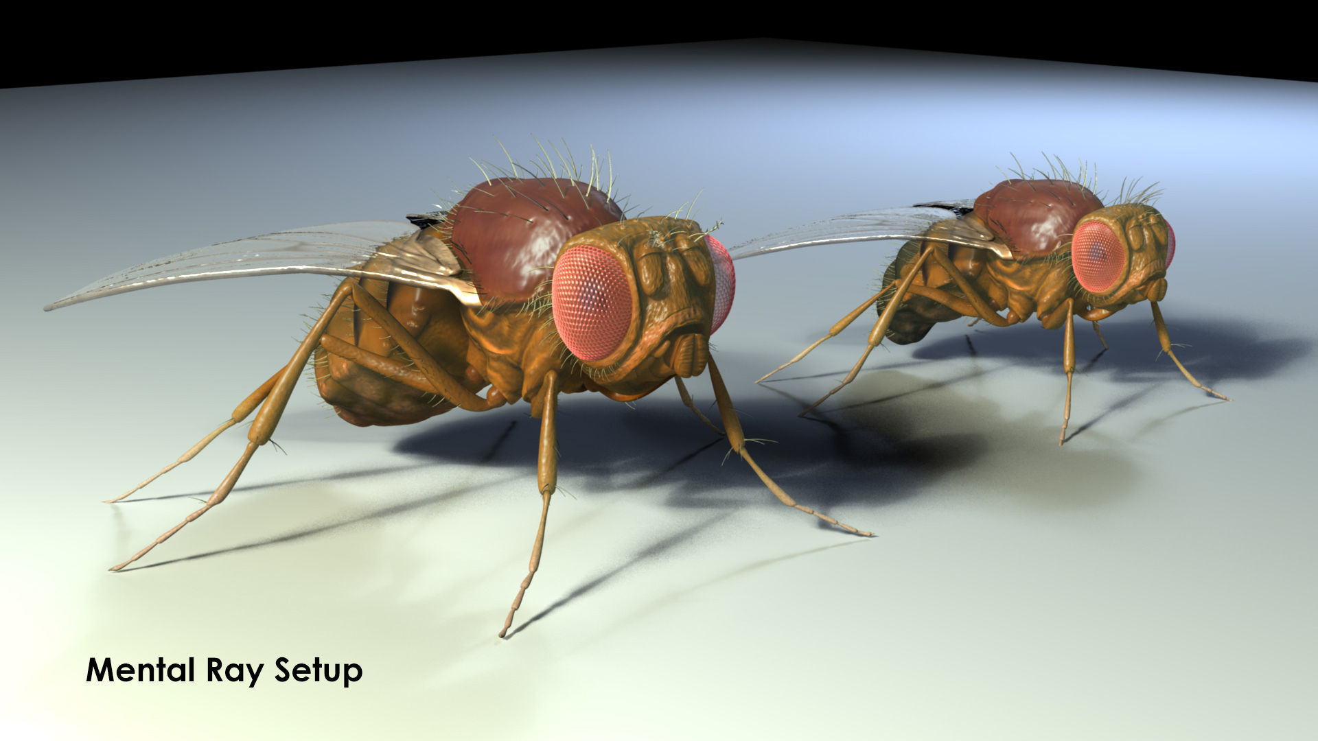 Fruit Flies Accurate - Male and Female 3D model rigged | CGTrader