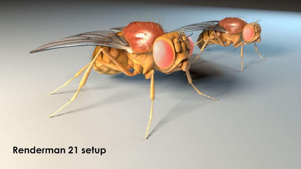 3D model Fruit Flies Accurate - Male and Female | CGTrader