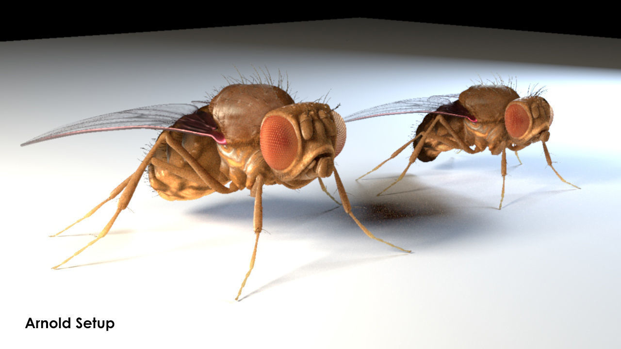 Fruit Flies Accurate - Male and Female 3D model rigged | CGTrader