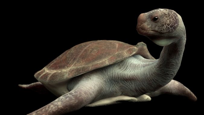3D model Turtle VR / AR / low-poly rigged animated | CGTrader