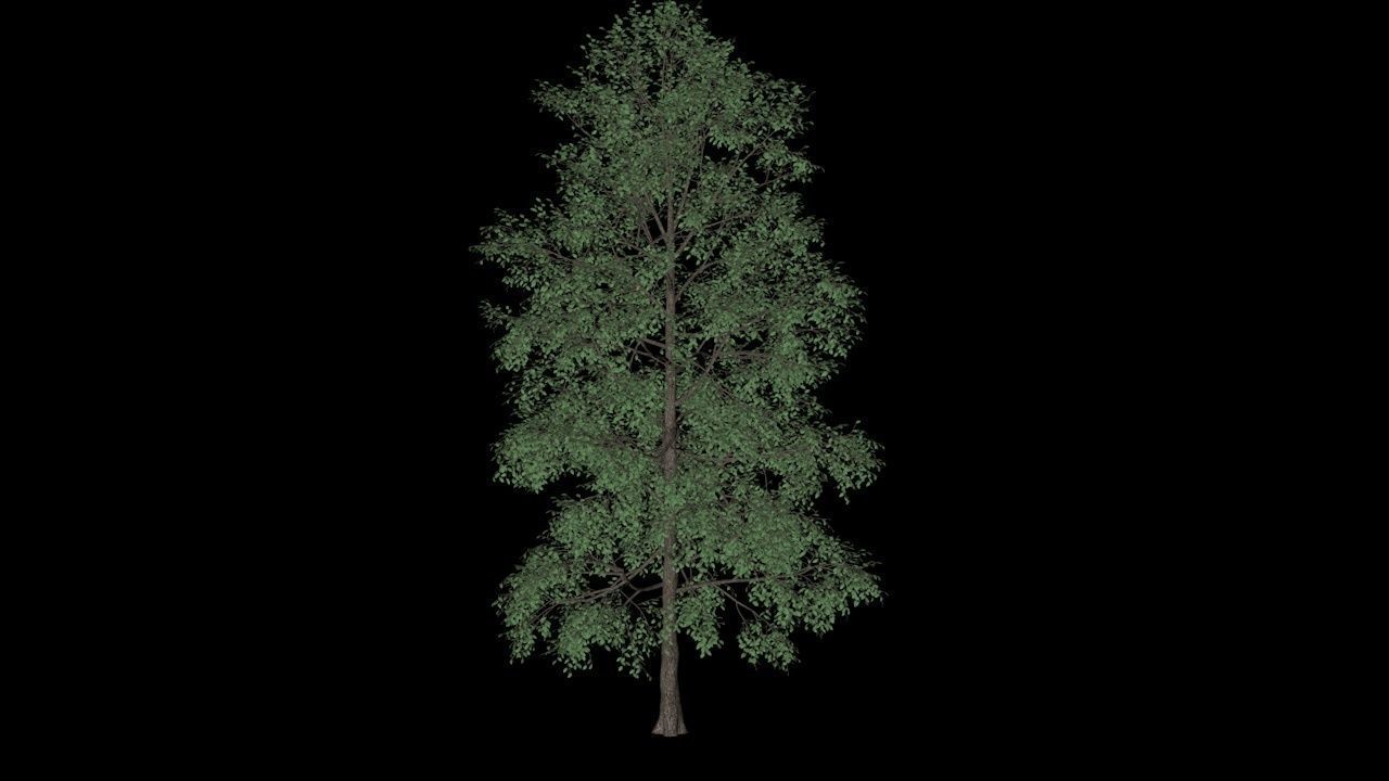 Ultra Realistic Trees 3D model | CGTrader