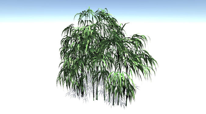 Bamboo Tree 3D model | CGTrader