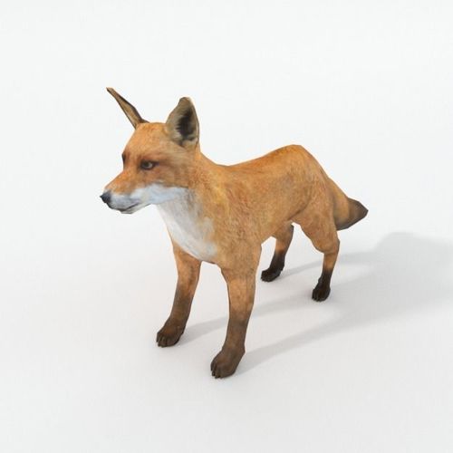 3D model Red Fox VR / AR / low-poly | CGTrader