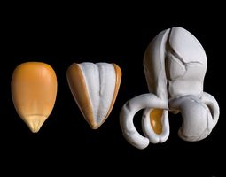 Popcorn 3D Models | CGTrader