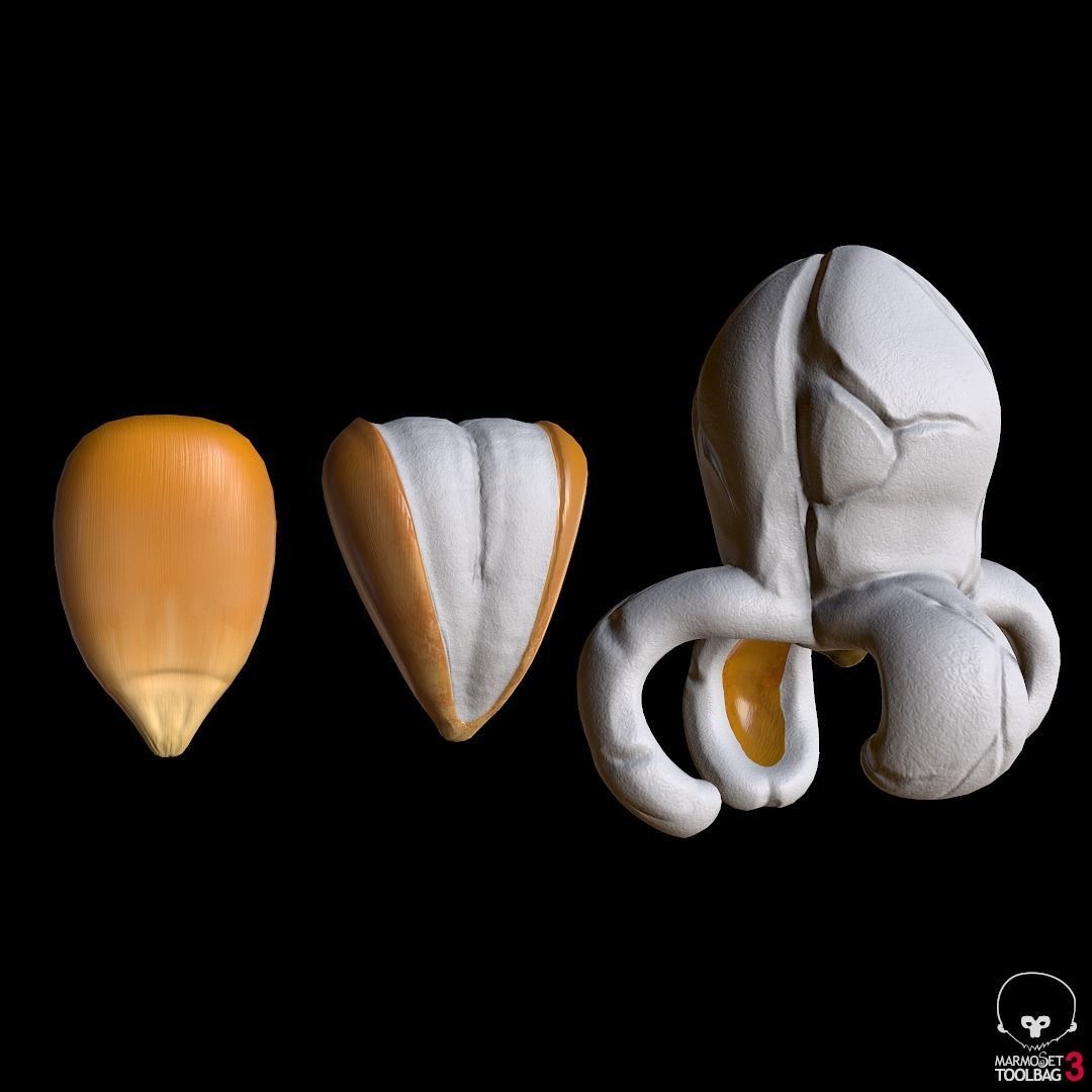 3D model popcorn kernels VR / AR / low-poly | CGTrader