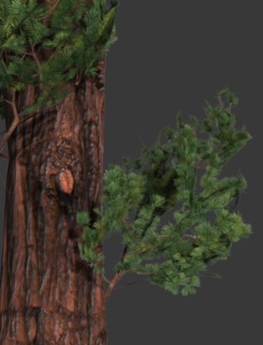 3D model Sequoia Pine Tree VR / AR / low-poly | CGTrader