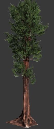 3D model Sequoia Pine Tree VR / AR / low-poly | CGTrader