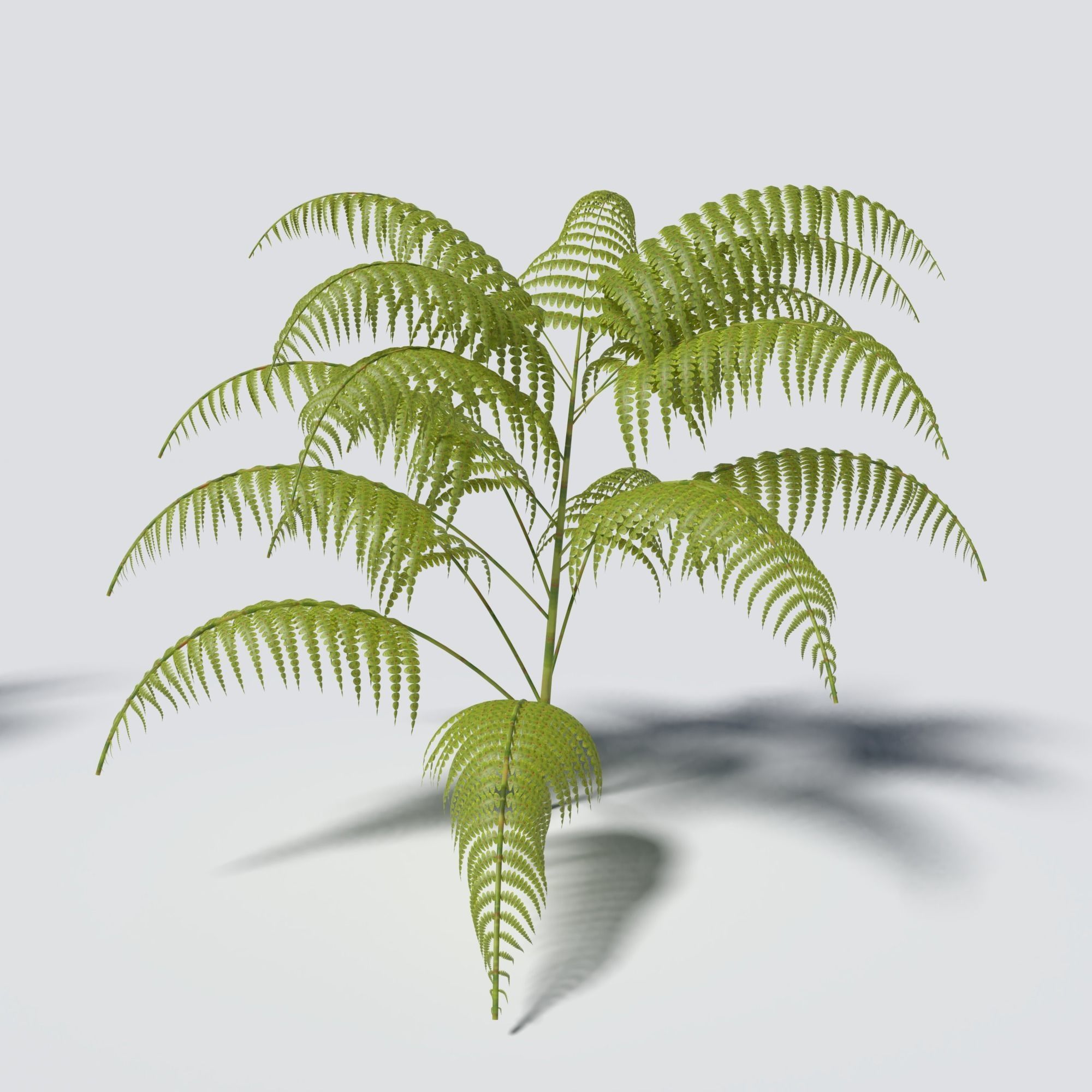 Fern Pack 3D model | CGTrader