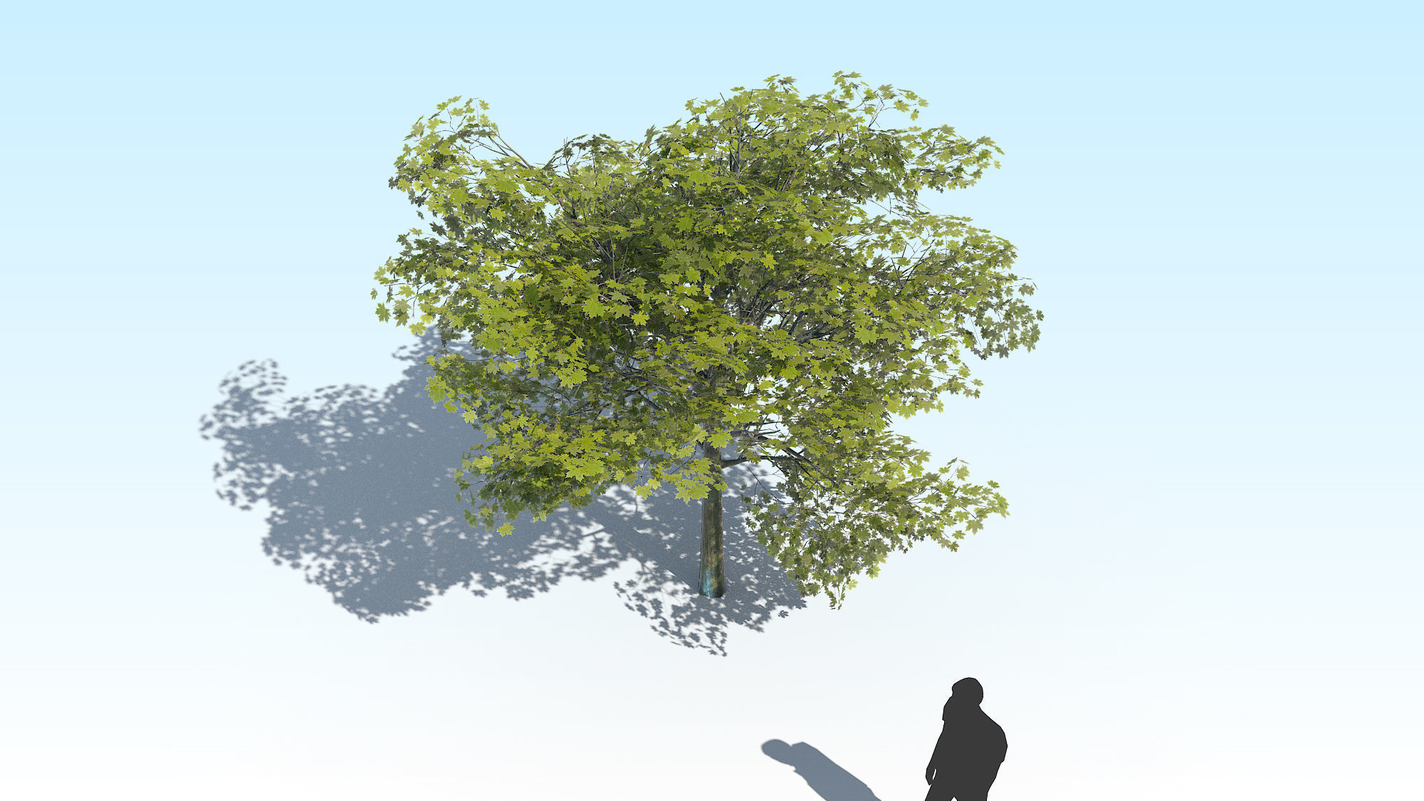 Maple Acer Tree 01 ArchViz 3D model | CGTrader
