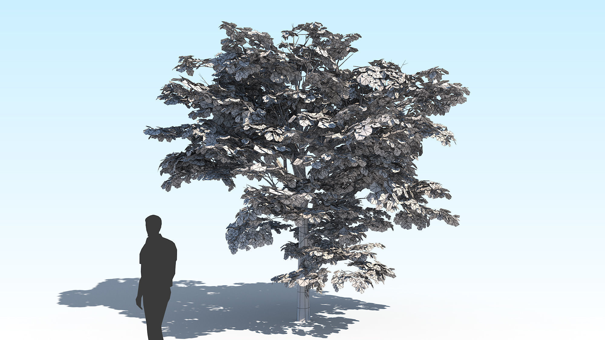 Maple Acer Tree 01 ArchViz 3D model | CGTrader