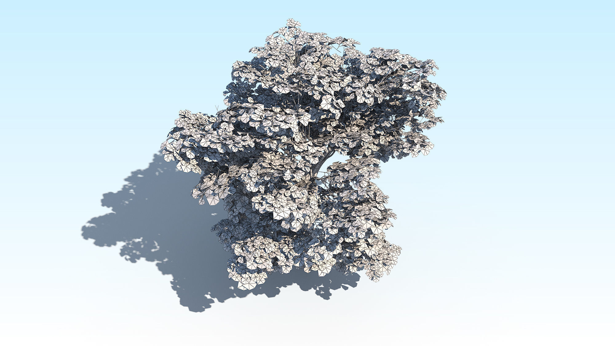 Maple Acer Tree 01 ArchViz 3D model | CGTrader