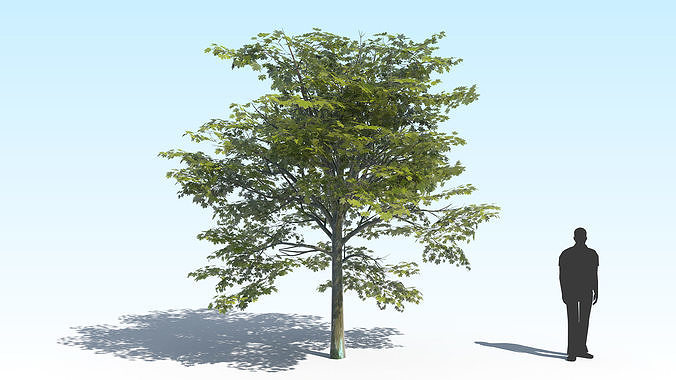 Maple Acer Tree 01 ArchViz 3D model | CGTrader