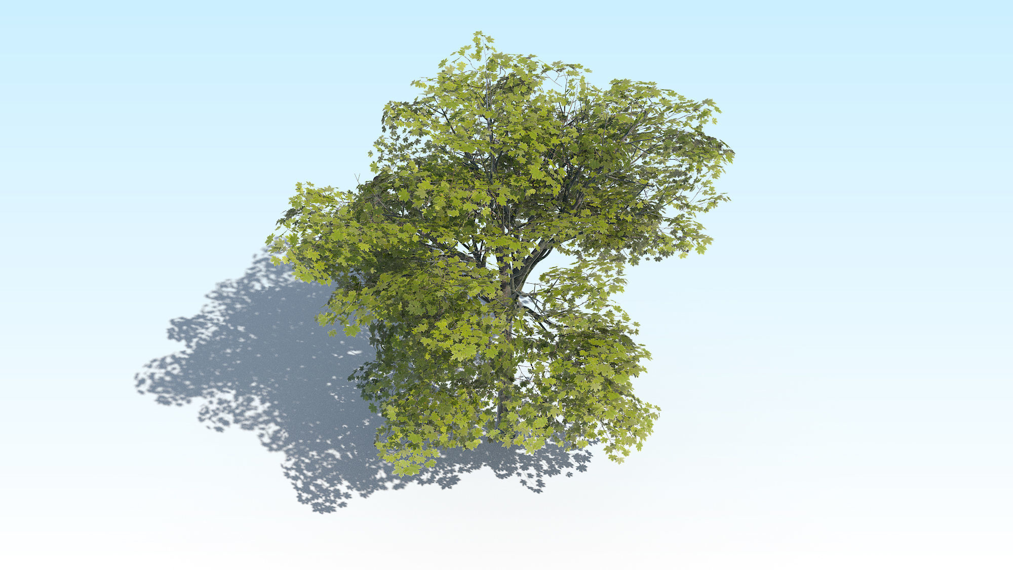 Maple Acer Tree 01 ArchViz 3D model | CGTrader