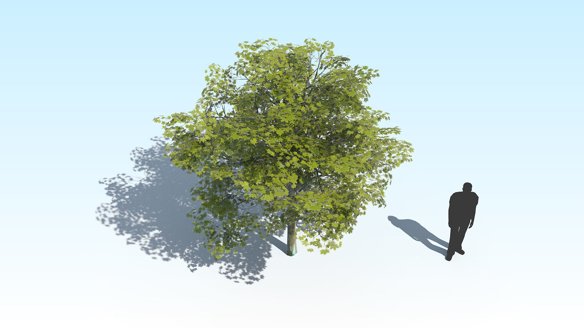 Maple Acer Tree 01 ArchViz 3D model | CGTrader
