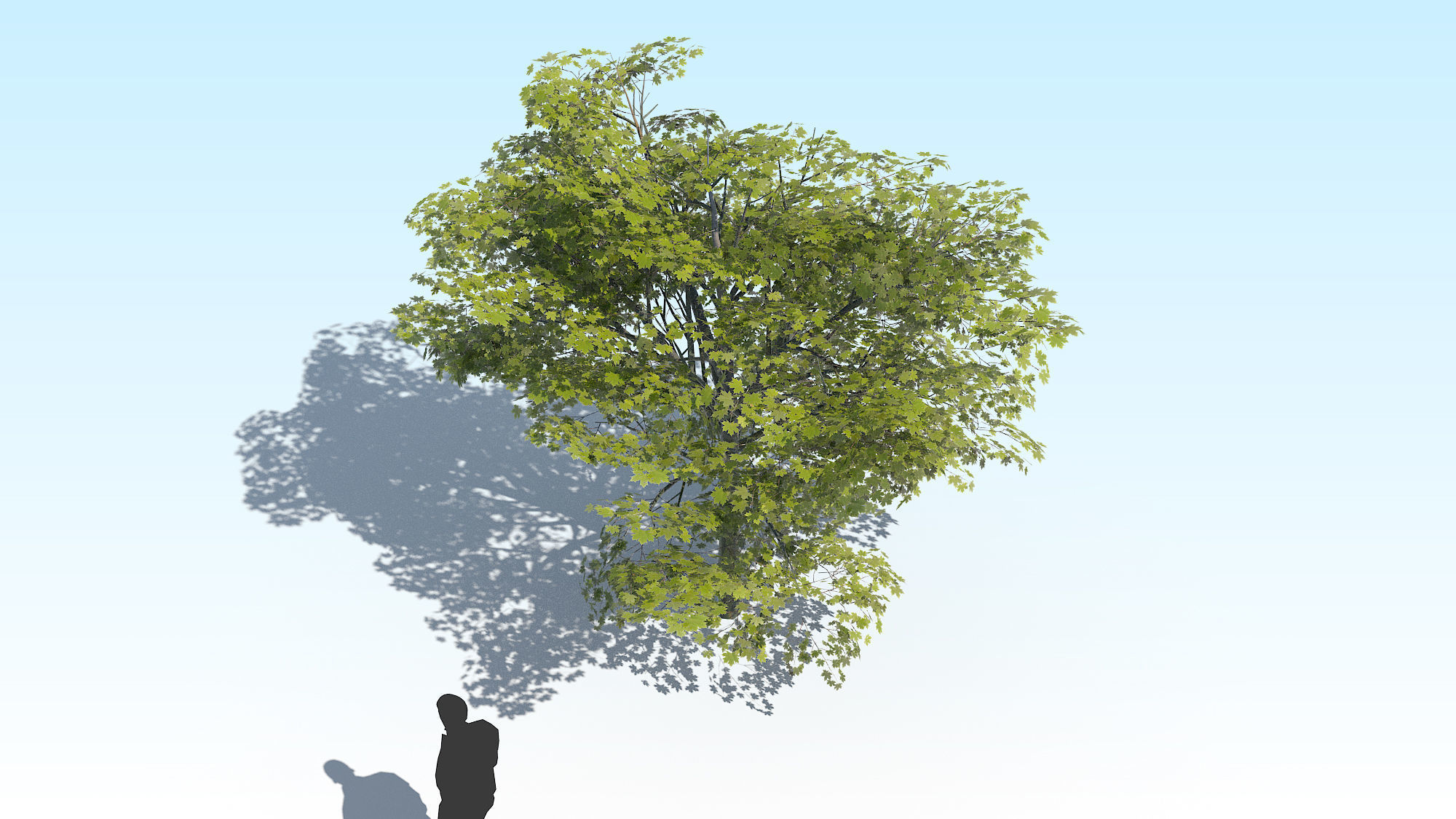 Maple Acer Tree 01 ArchViz 3D model | CGTrader