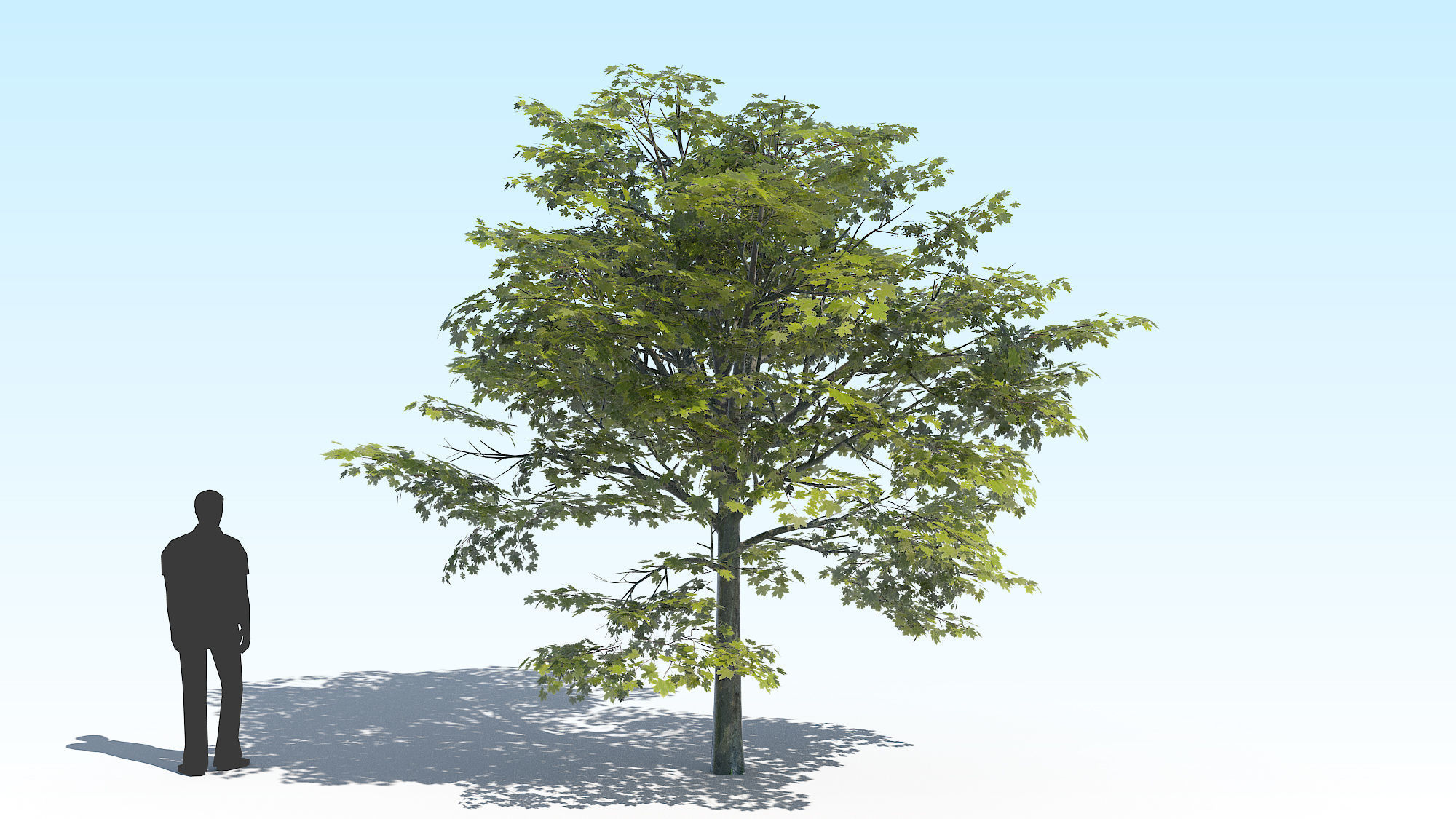 Maple Acer Tree 01 ArchViz 3D model | CGTrader