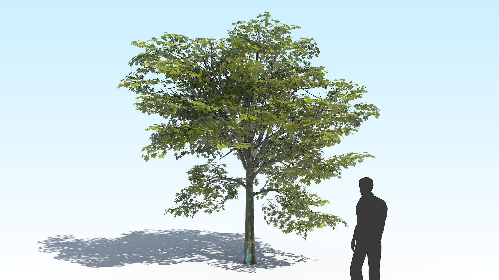 Maple Acer Tree 01 ArchViz 3D model | CGTrader