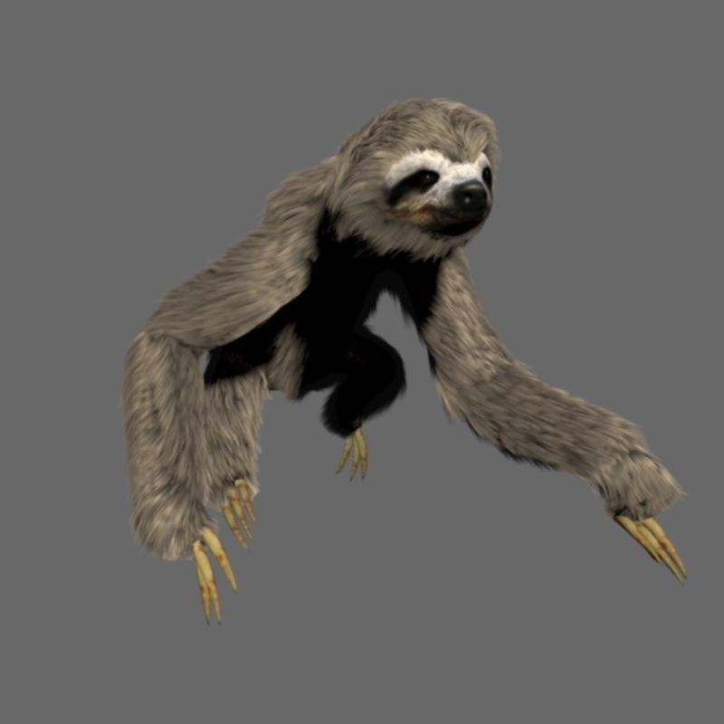 3D model Sloth VR / AR / low-poly rigged | CGTrader
