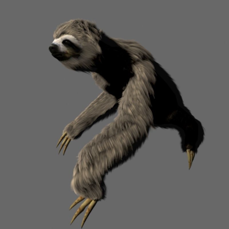 3D model Sloth VR / AR / low-poly rigged | CGTrader