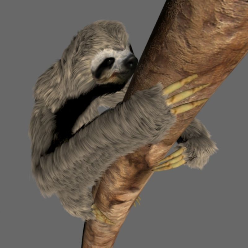 3D model Sloth VR / AR / low-poly rigged | CGTrader