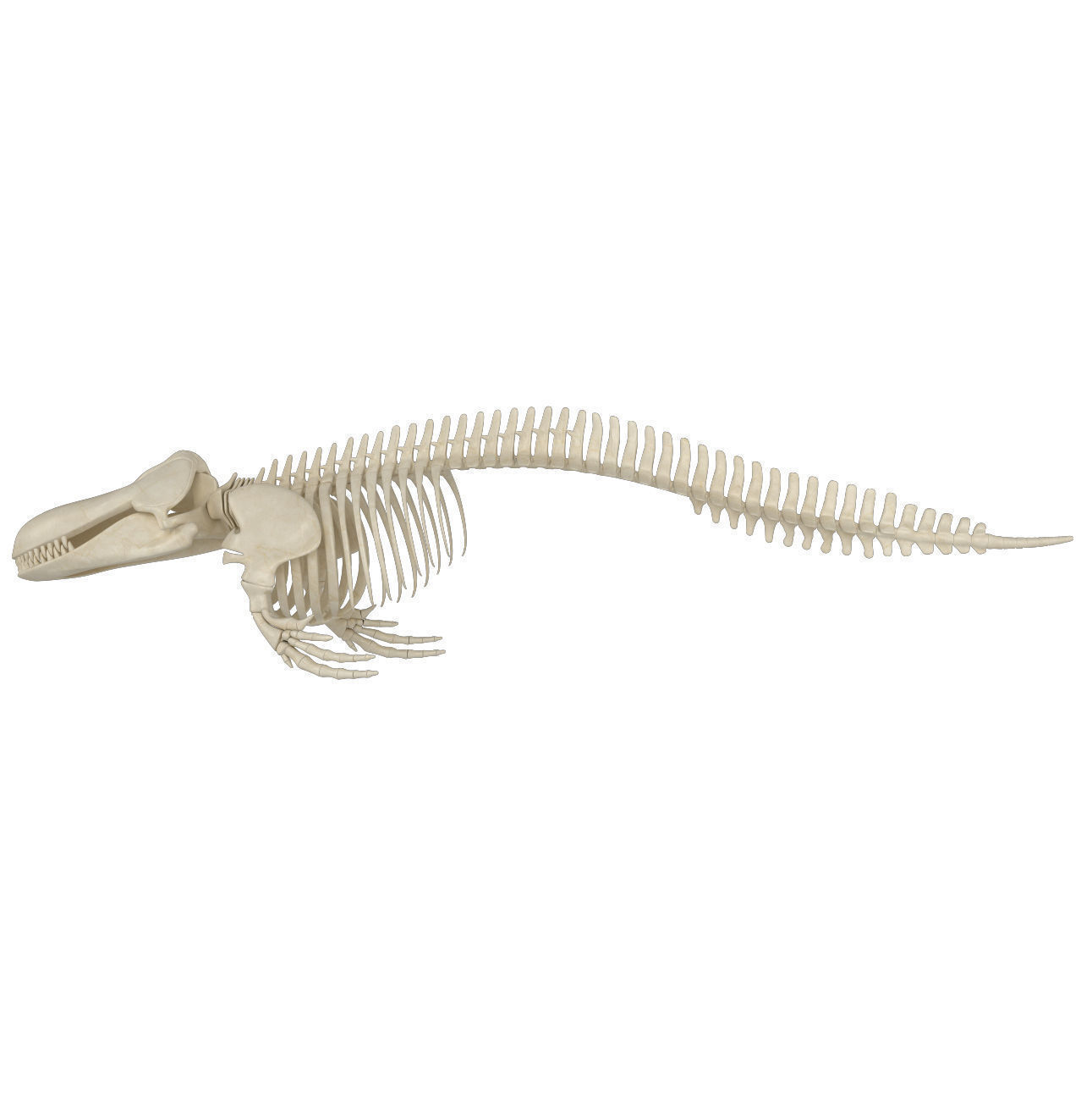 Killer Whale Orca Skeleton 3D model | CGTrader
