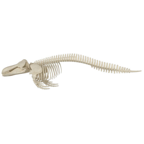 Killer Whale Skeleton
