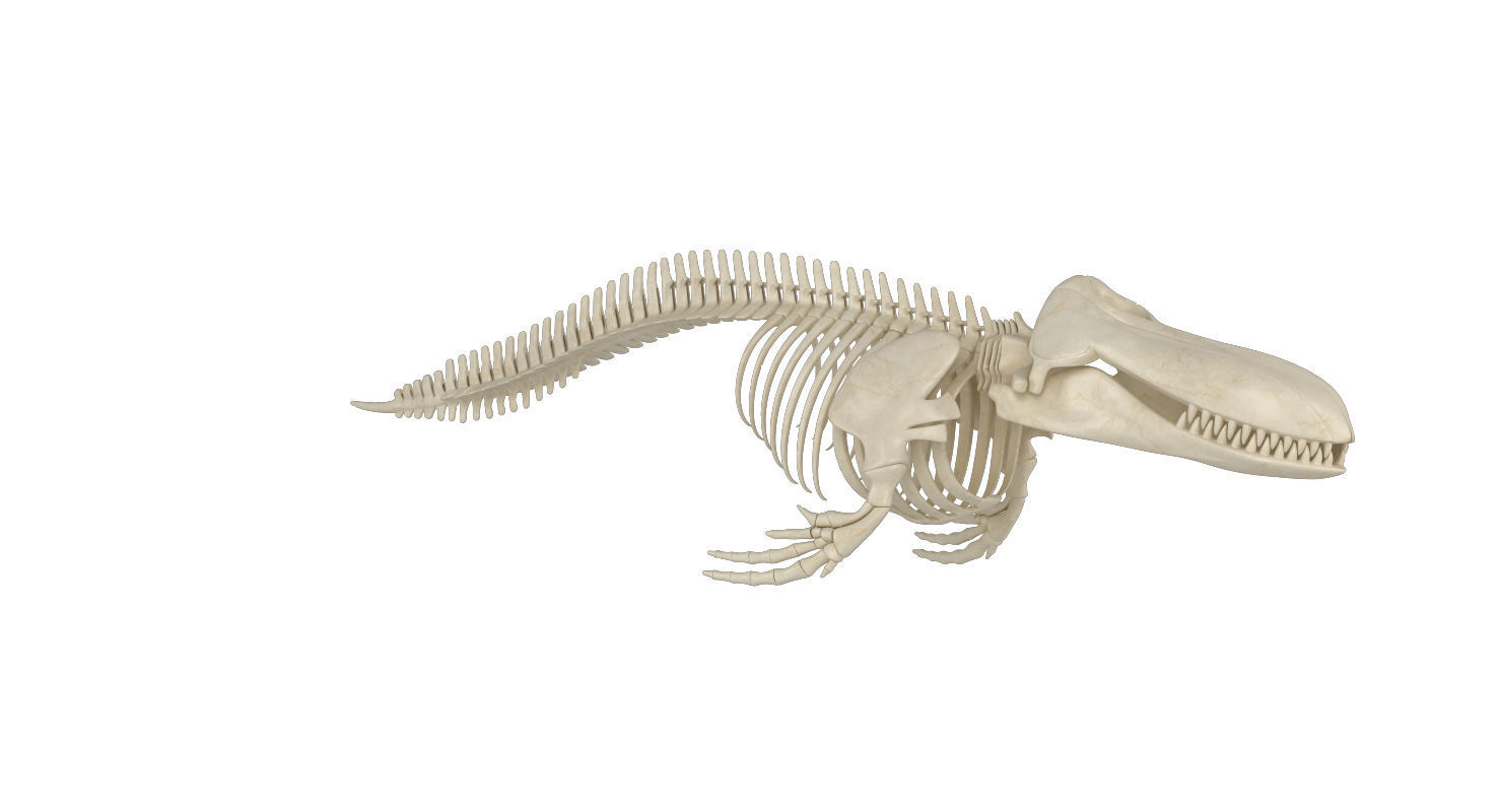 Killer Whale Orca Skeleton 3D model | CGTrader