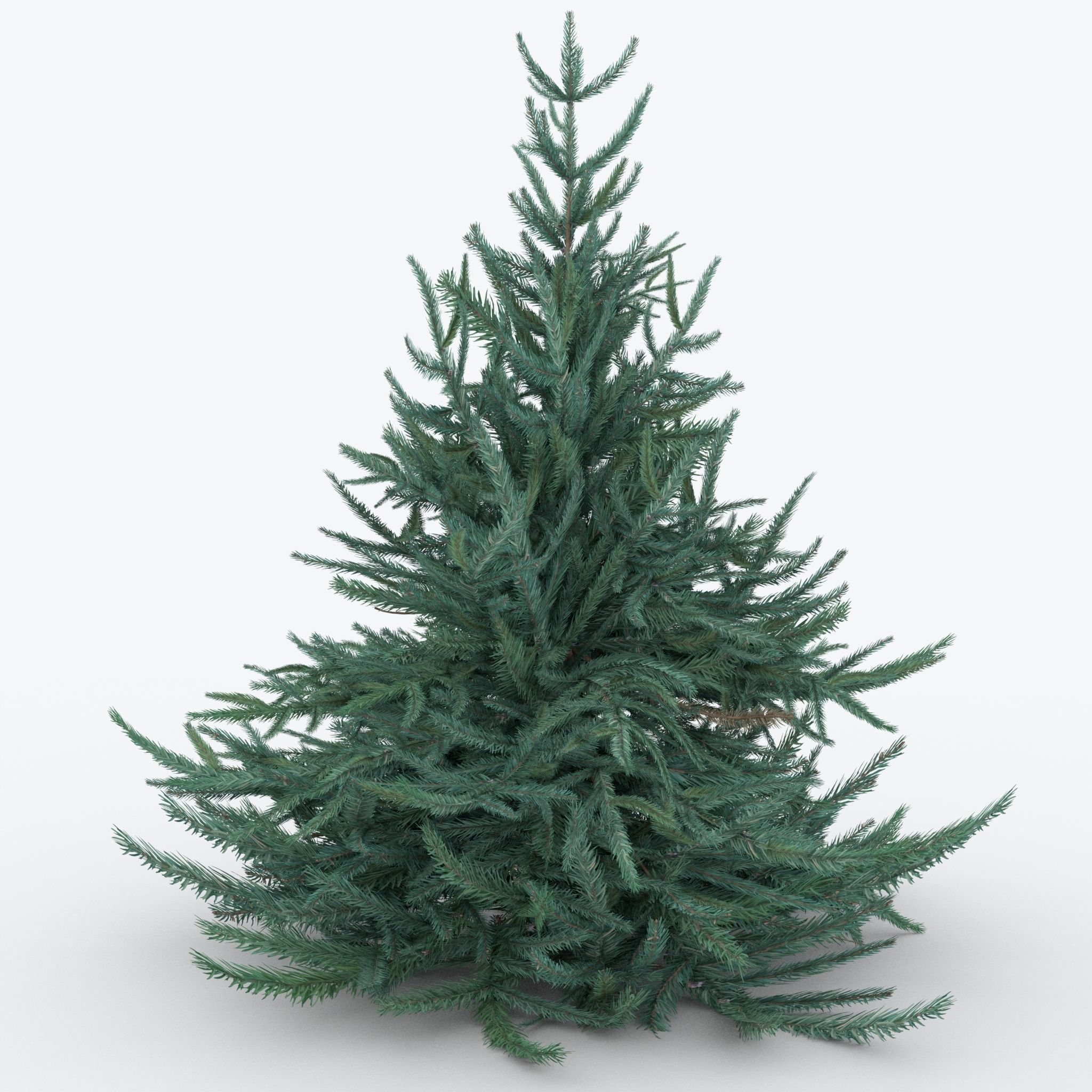 3D model Firtree fir tree VR / AR / low-poly | CGTrader