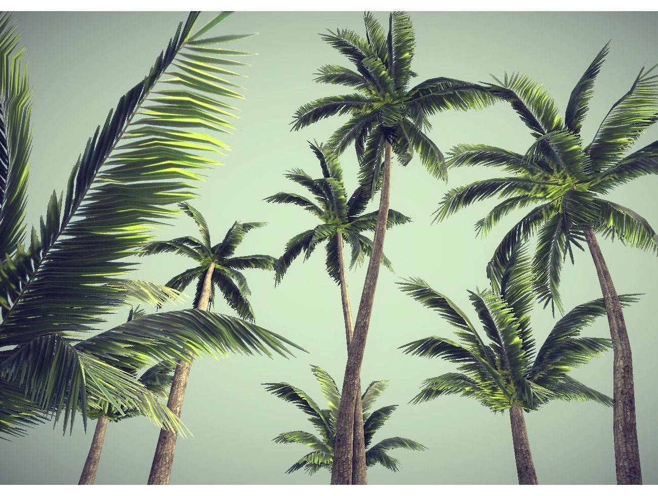 3D model low poly palms pack VR / AR / low-poly | CGTrader