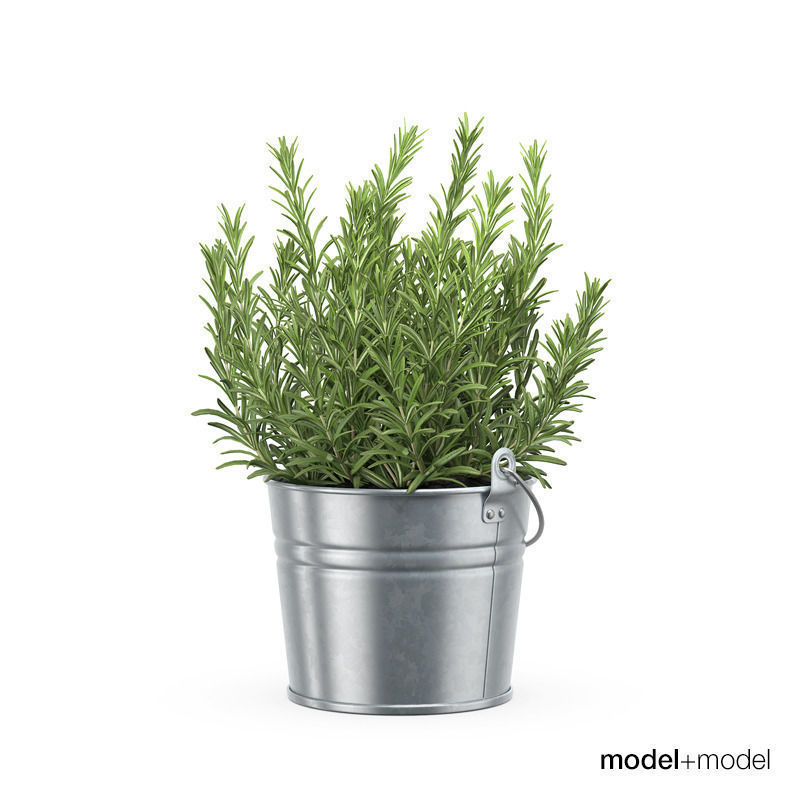 Rosemary 3D model | CGTrader