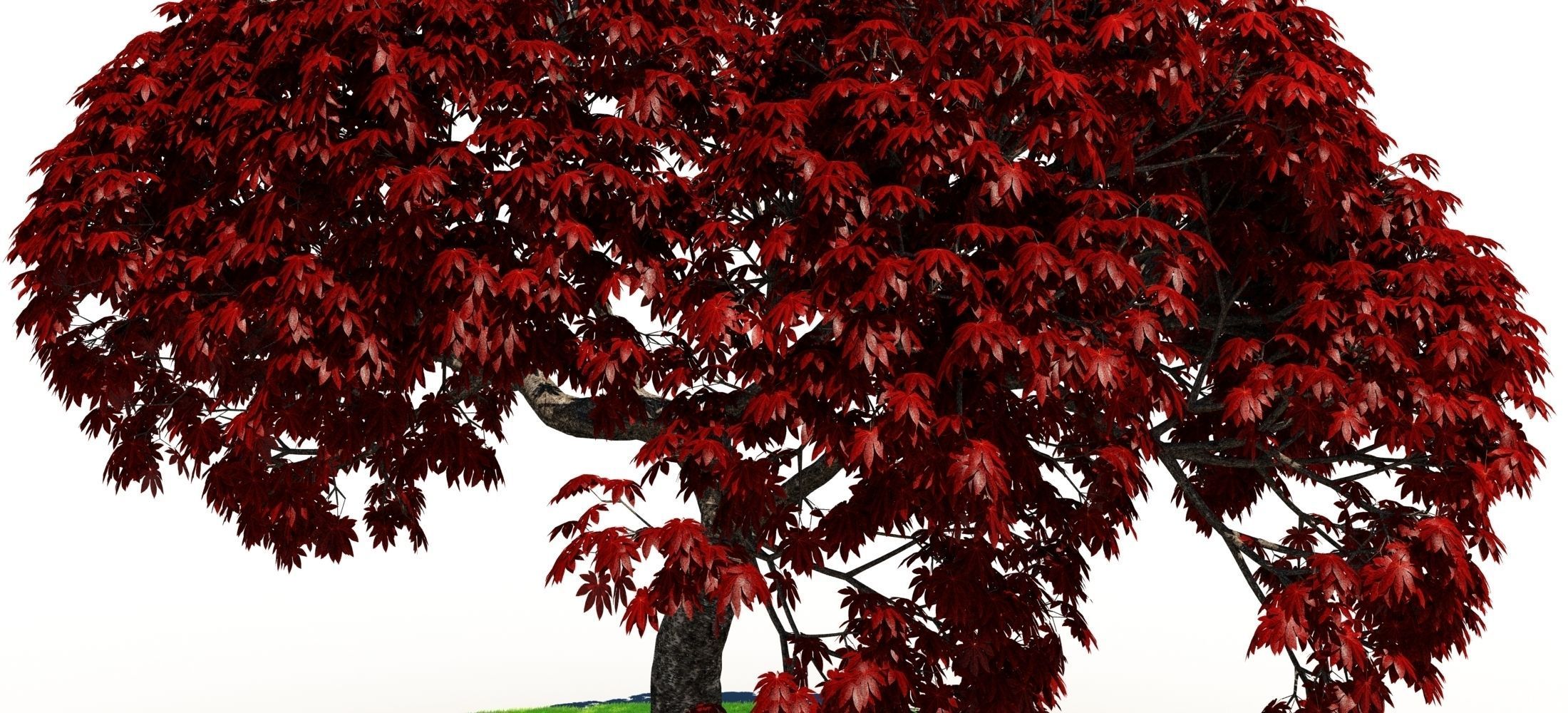 Japanese Maple B 3D model | CGTrader