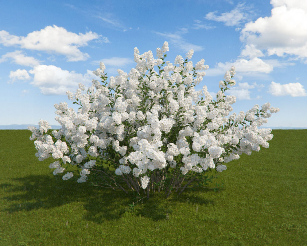 Serviceberry flowers 3D model | CGTrader