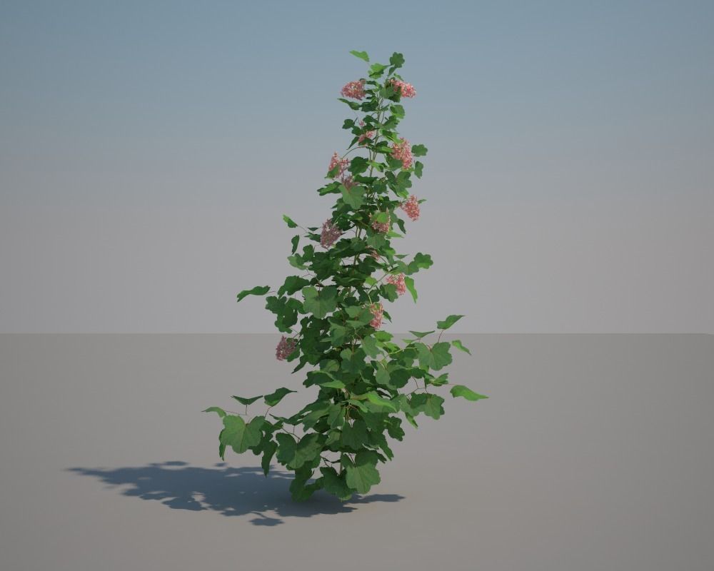 Sierra Currant 3D model | CGTrader